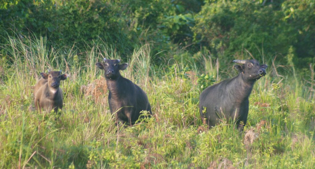 WWF-Philippines | Sun Life Foundation Visits Tamaraw Reserve ...