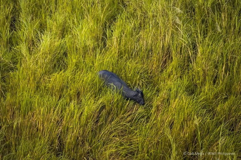 WWF-Philippines | Annual Tamaraw Population Count Identifies New ...